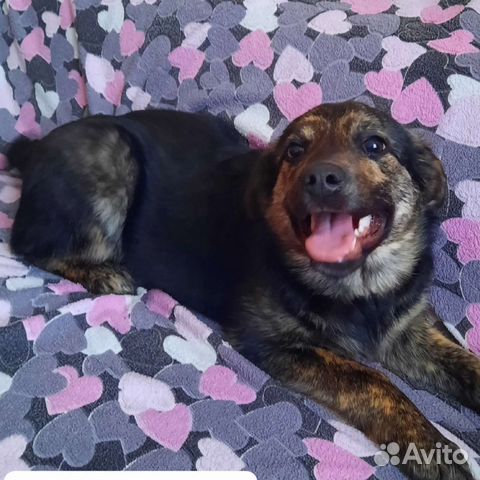 Щенок ищет дом