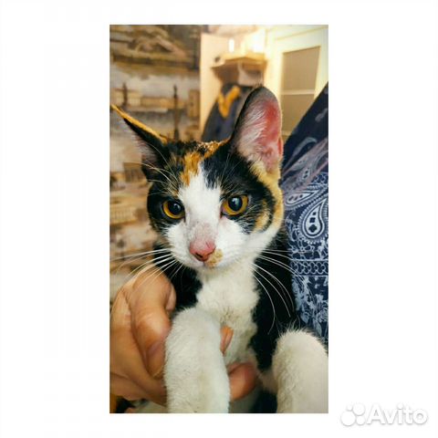 Кошка котенок 10 месяцев