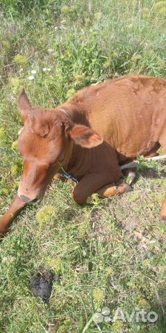 Телка 3х месяцный