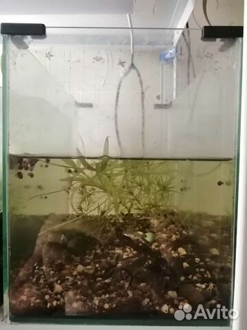 Аквариумы и оборудование