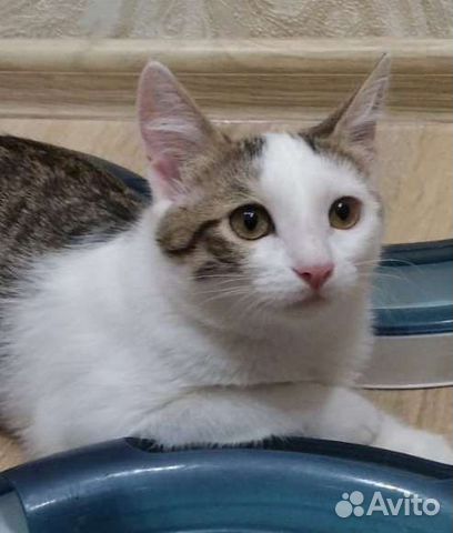 Умный котенок Лори.,4 месяца