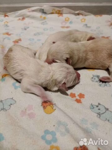 Собака в добрые руки отдам бесплатно