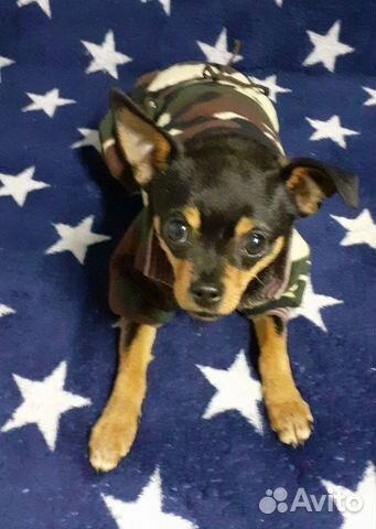 Мини той-терьер вязка