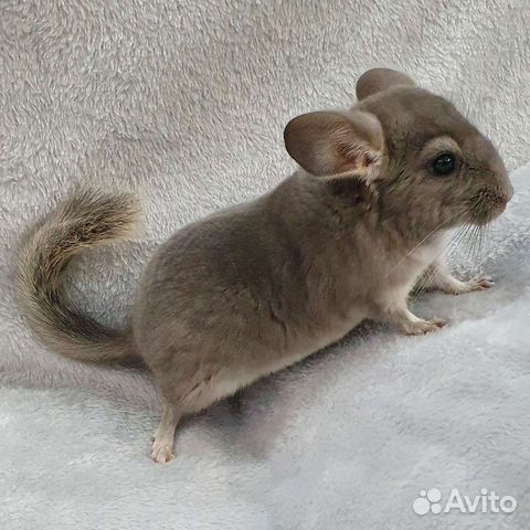 Шиншилленок мальчик фиолет на 50 (3 мес)