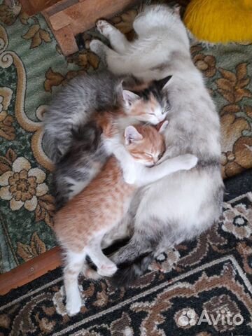 Котята в добрые руки