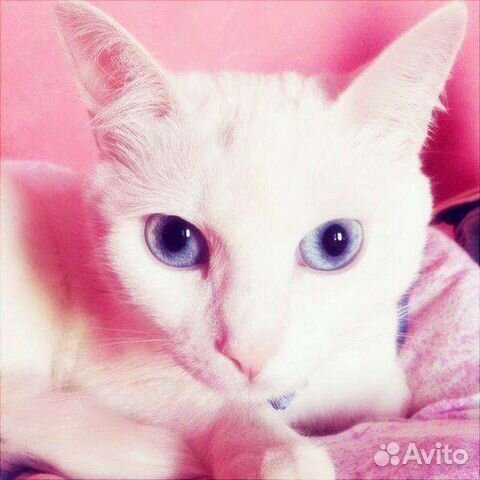 Кошка турецкая ангора в добрые руки