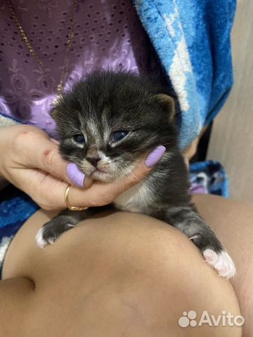 Котенок (мальчик)