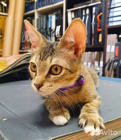 Котенок-друг Костик тотально ручной спасеныш