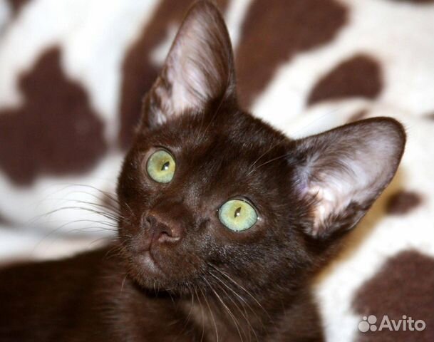 Черный котенок