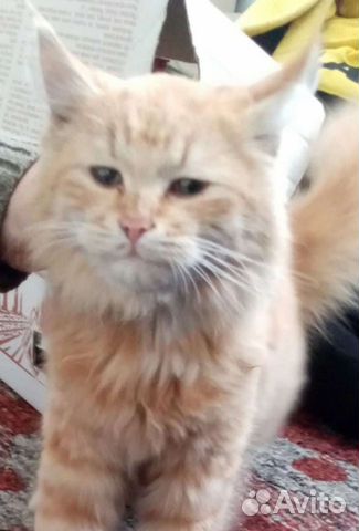 Рыжий кот ищет дом