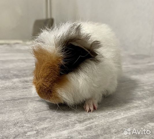 Морские свинки, швейцарский тедди, самцы