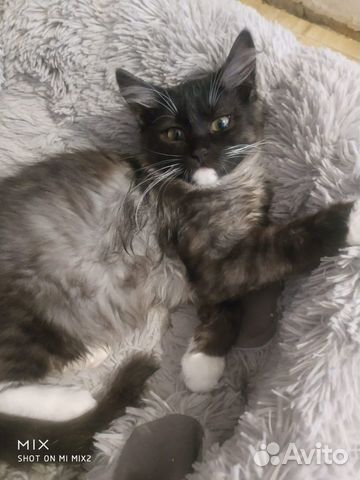 Котенок в добрые руки