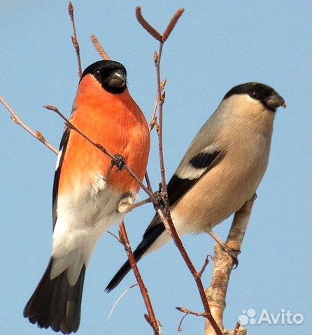 Пара снегирей