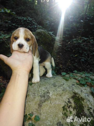 Щенки бигль