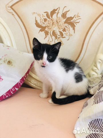 Котенок в добрые руки