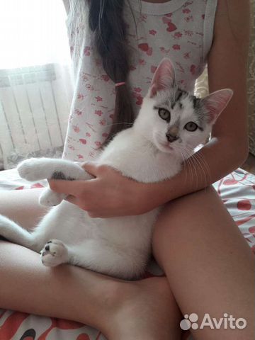 Котёнок в добрые руки