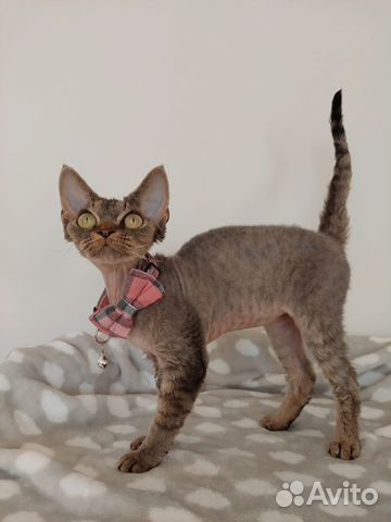 Девон девочка