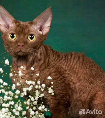 Девон-рекс кот