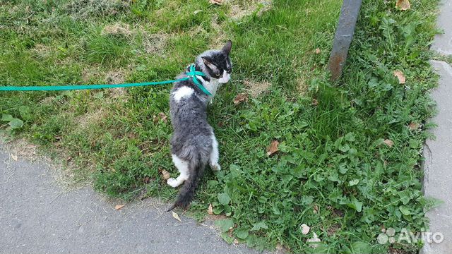 Корниш-рекс в добрые руки