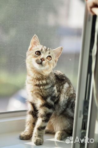 Британская