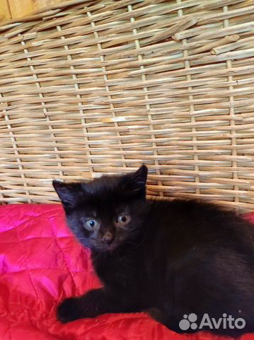 Милашка в добрые руки