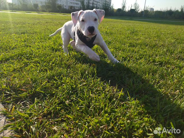 Собака в добрые руки отдам бесплатно