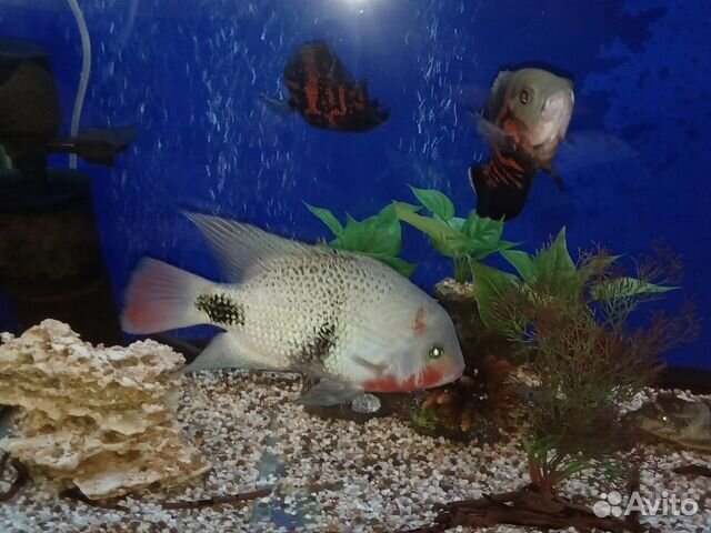 Рыба Вьеха красногорлая