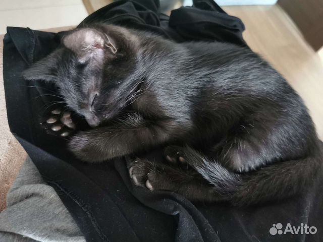 Котик в добрые руки