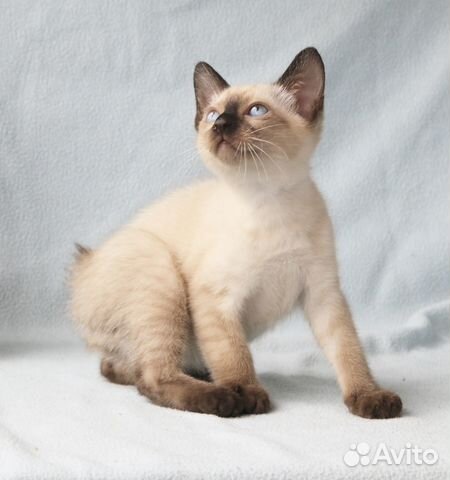 Меконгский бобтейл котёнок