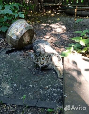 Камышовые котики