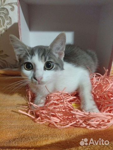 Маленький малыш ищет дом