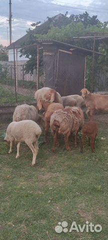 Овцы гиссарские