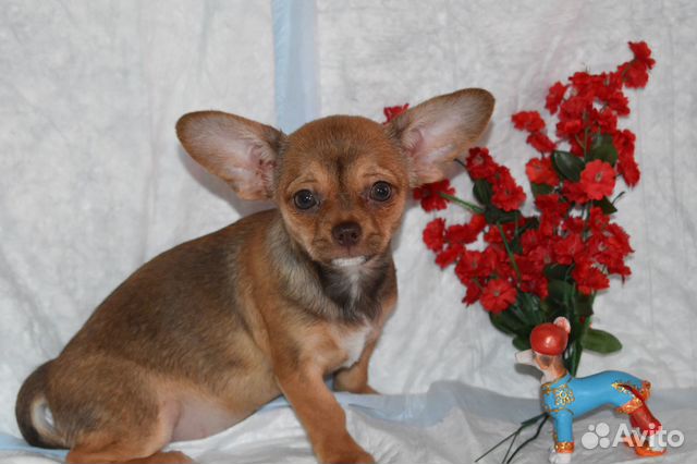 Чудо золотое