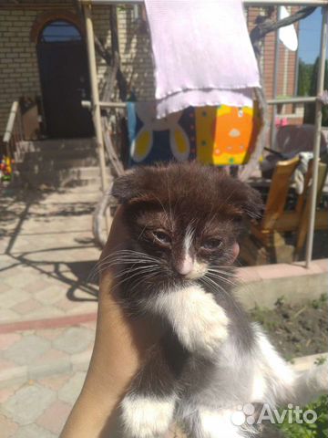 Котята отдам, вислоухий