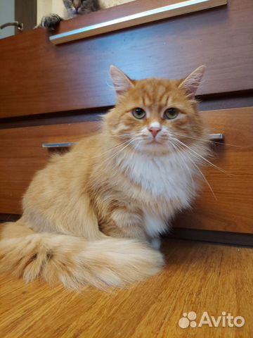 Шафран ищет дом