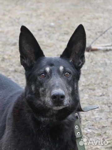 Собака из приюта