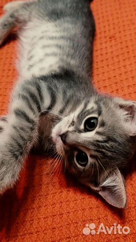 Отдам котенка