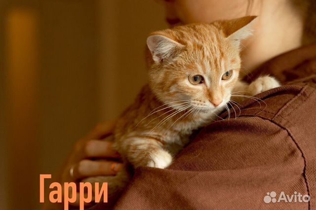 Рыжие котята Гарри и Тимка ищут семью