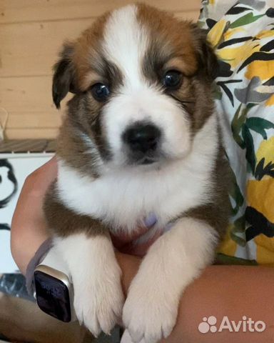 Щеночек Лайка