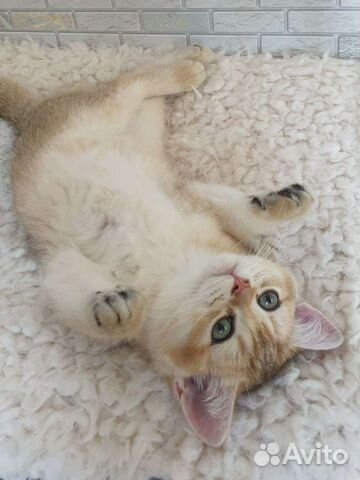 Британские котята золотая шиншилла