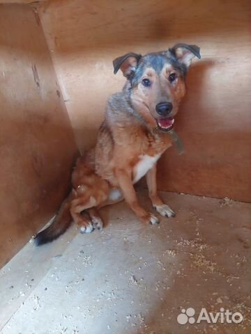 Несчастный пёс никак не обретёт дом