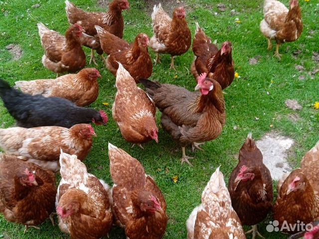 Куры несушки ломан braun
