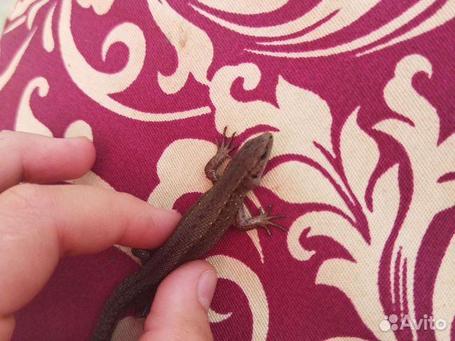 Домашняя ящерица