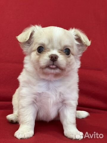 Длинношерстные чихуахуа