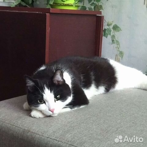 Отдам кота в добрые руки