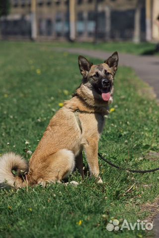 Милашка В Дар В Добрые Руки