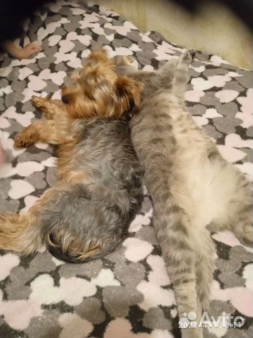 Милый мальчик Йорк ищет невесту