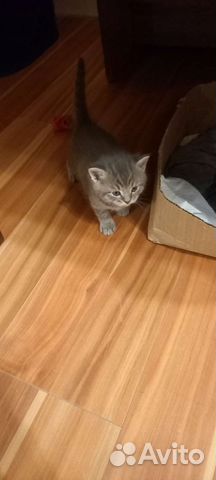 Шотландские прямоухие котята