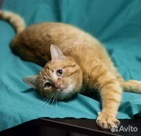 Солнечный кот