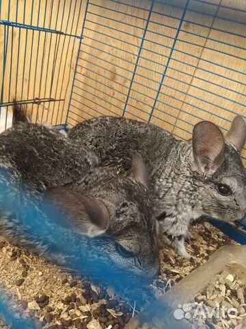 Британская шиншилла